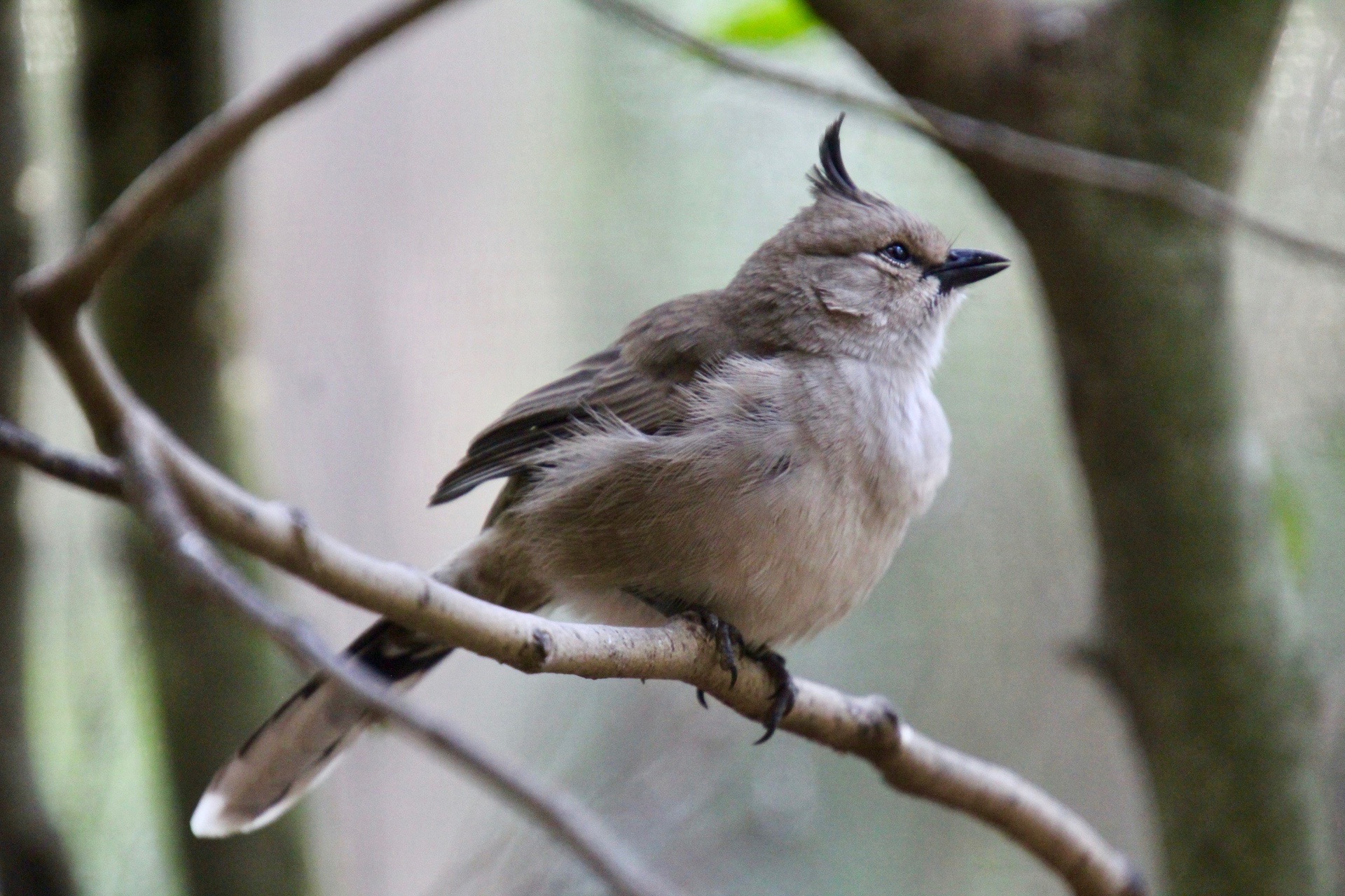 Birds of Blackbutt Reserve, Kotara – jml297